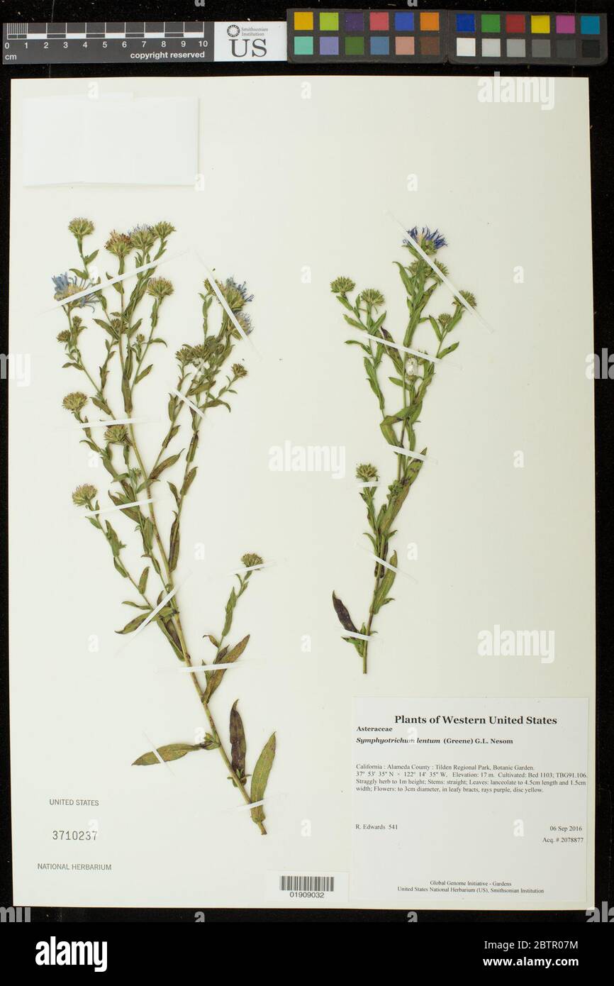 Symphyotrichum lentum Greene GL Nesom Stock Photo - Alamy