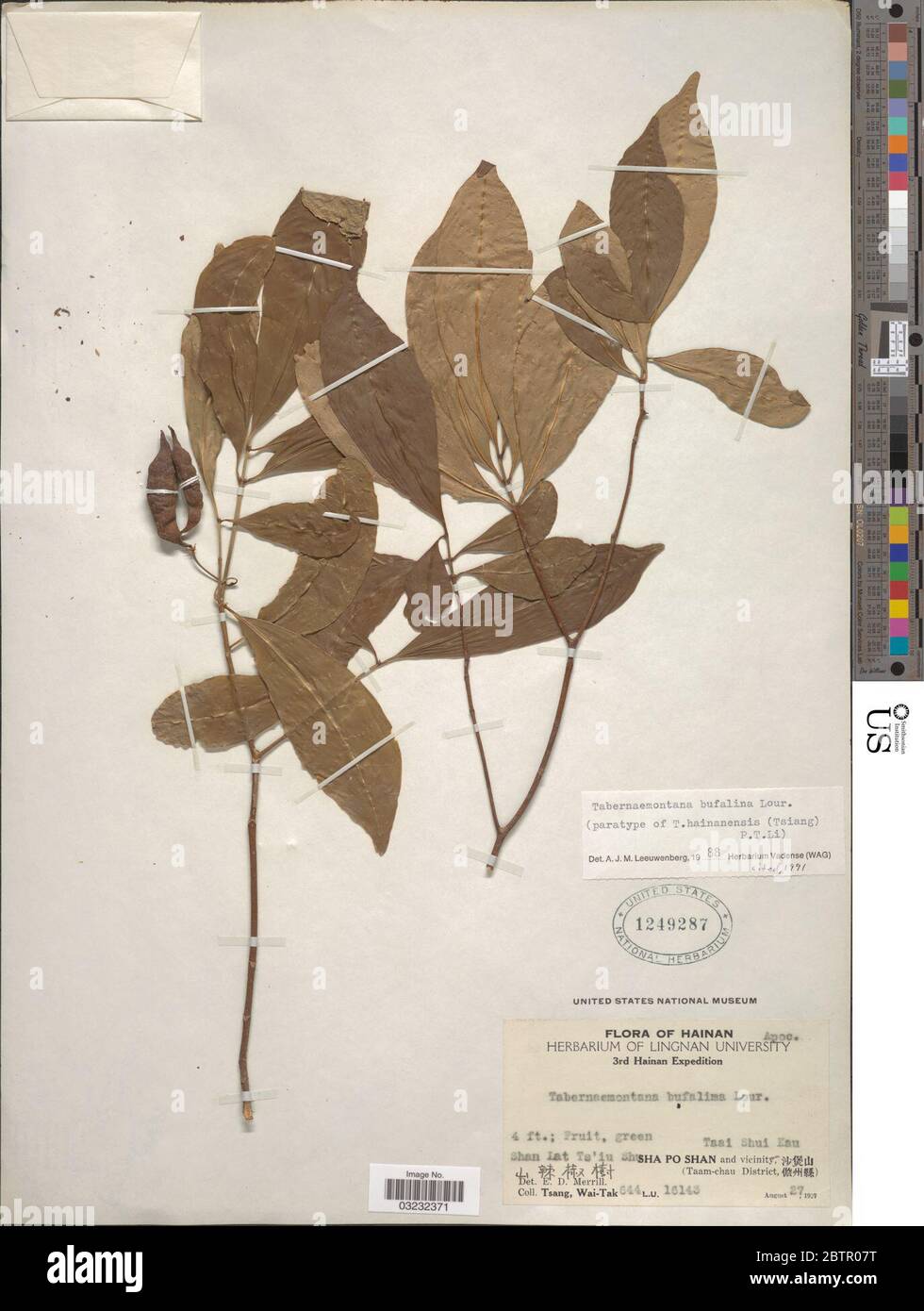 Bufalina hi-res stock photography and images - Alamy