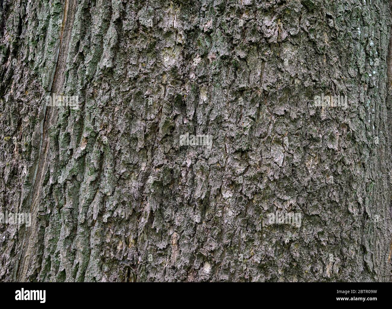 The bark of an ash tree trunk in uniform illumination. Textured ...