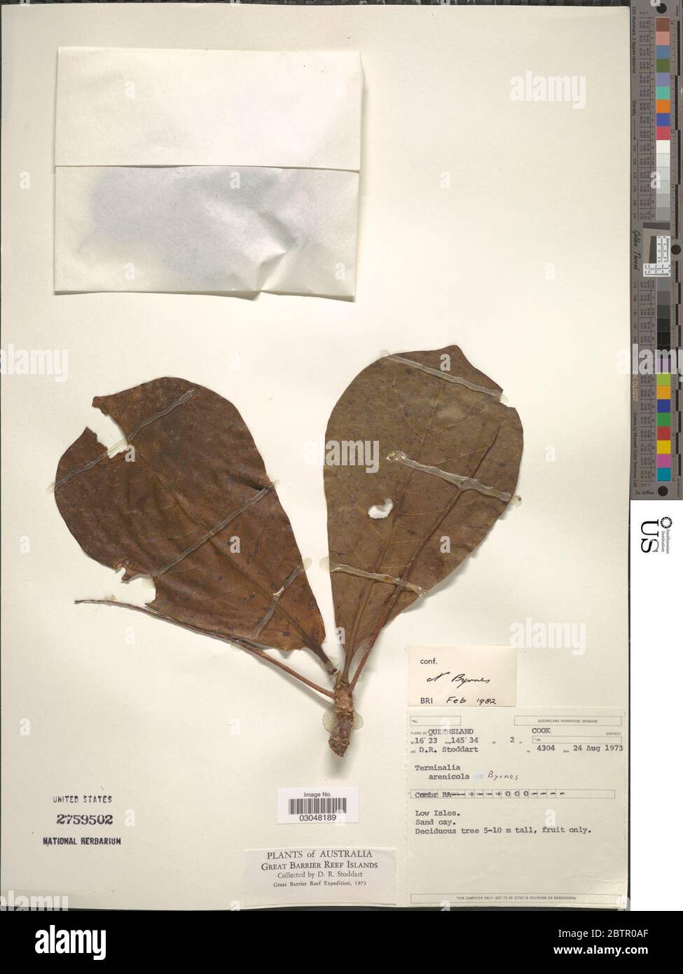 Terminalia arenicola Byrnes Stock Photo - Alamy