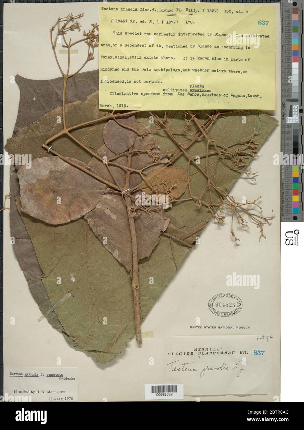 Teak tectona grandis leaf hi-res stock photography and images - Alamy