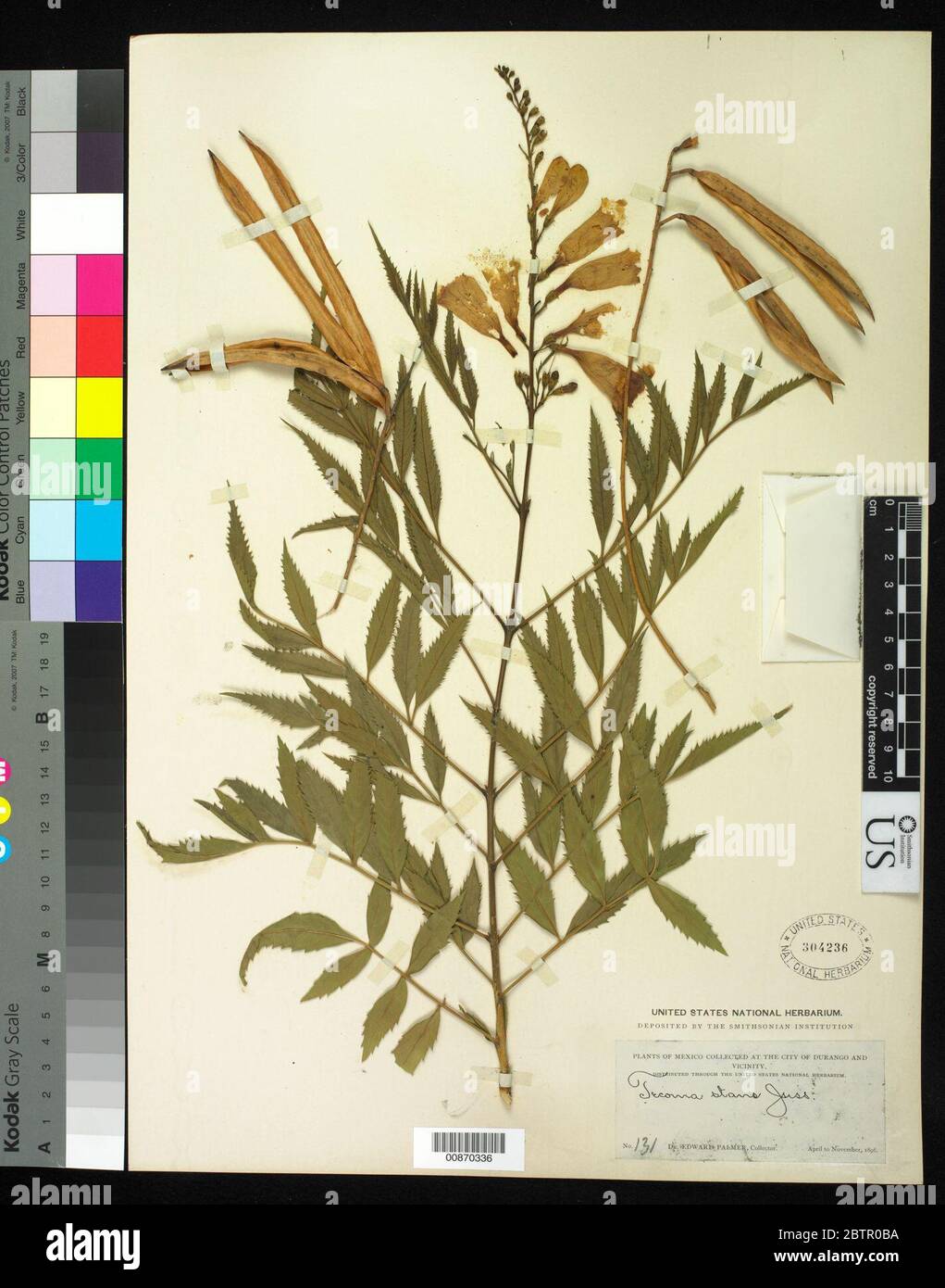 Angustata High Resolution Stock Photography and Images - Alamy