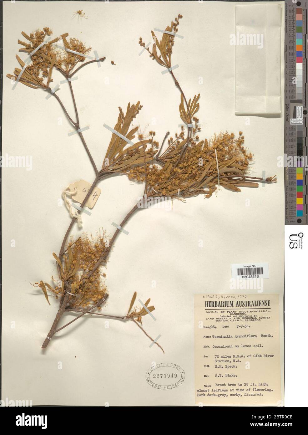 Terminalia grandiflora Benth Stock Photo - Alamy