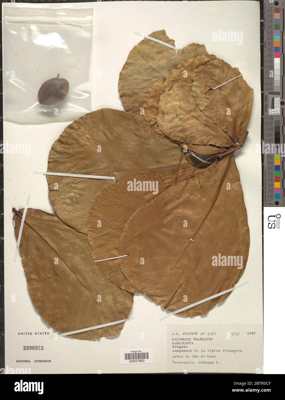 Catappa trees hi-res stock photography and images - Alamy