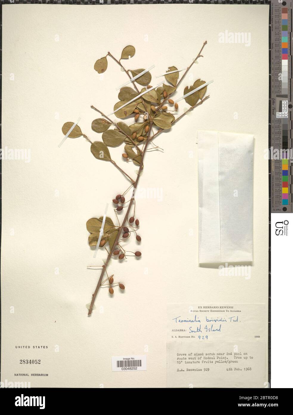 Terminalia boivinii Tul Stock Photo - Alamy