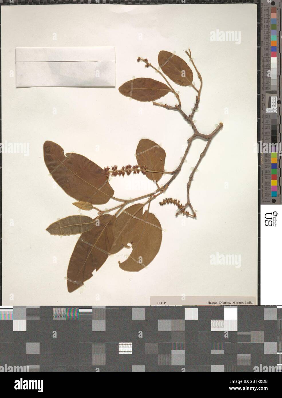 Terminalia chebula hi-res stock photography and images - Alamy