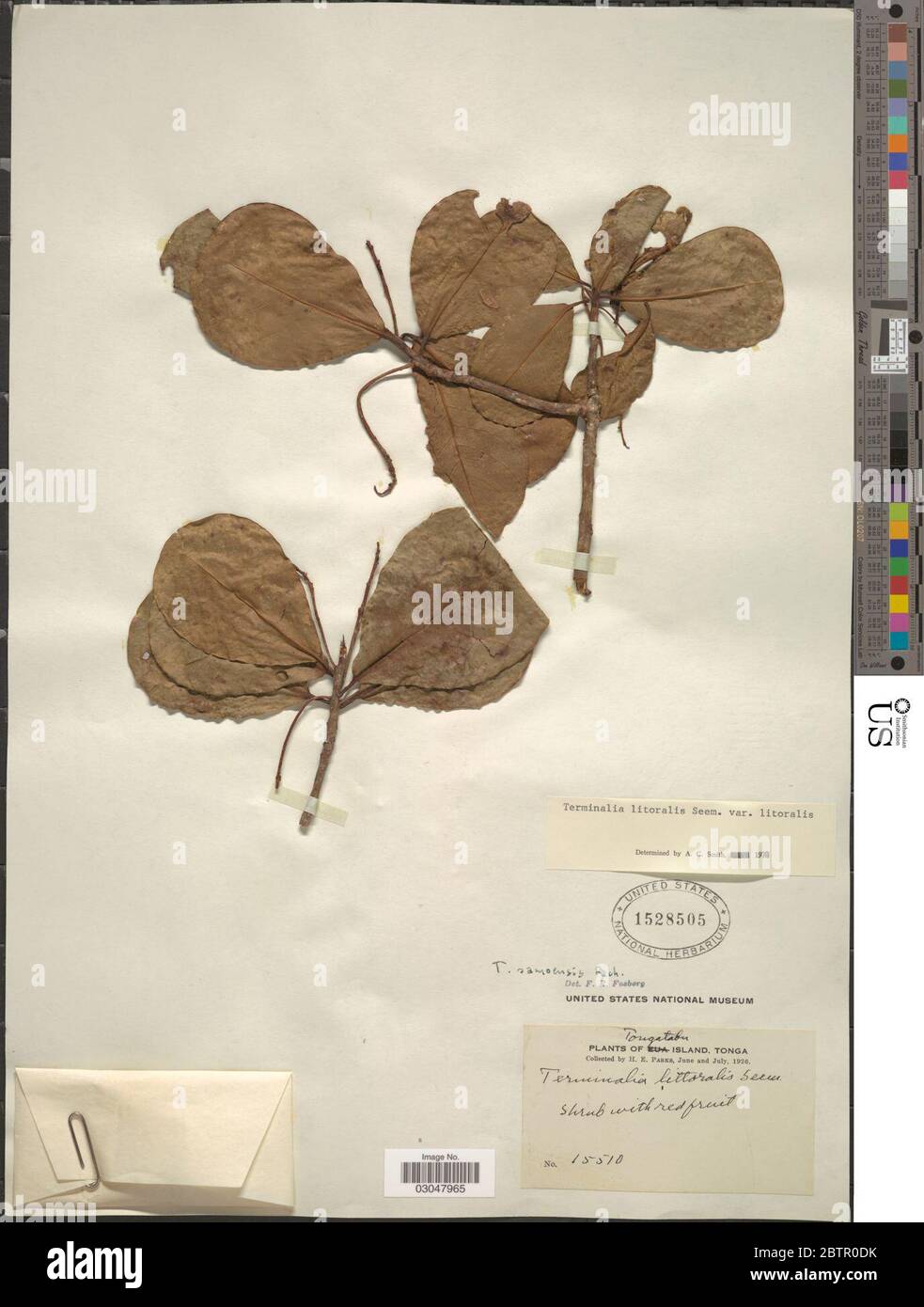 Terminalia litoralis Seem Stock Photo - Alamy