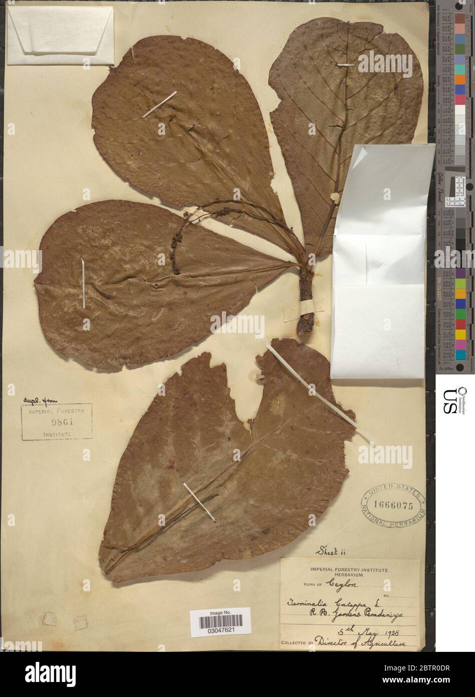 Terminalia catappa L Stock Photo - Alamy