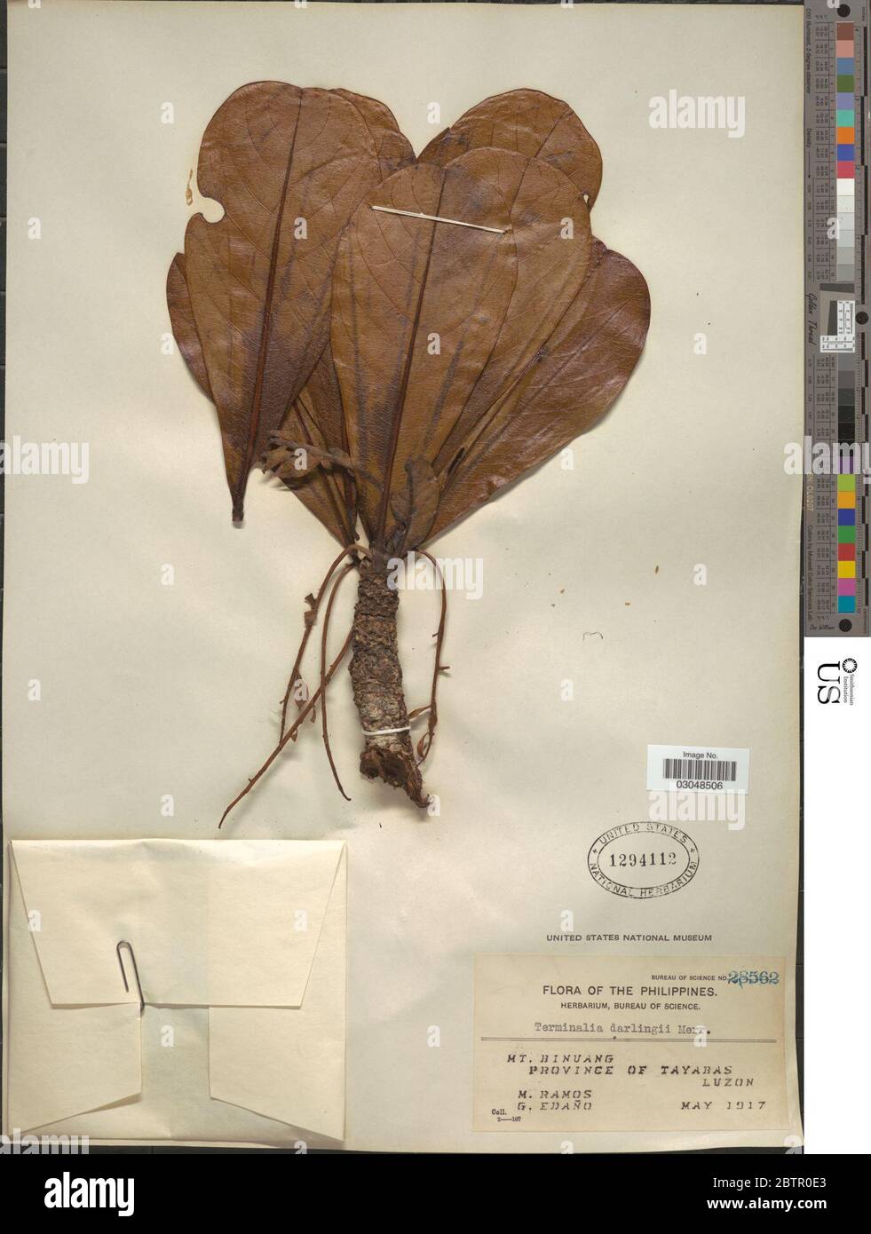 Terminalia darlingii Merr Stock Photo - Alamy