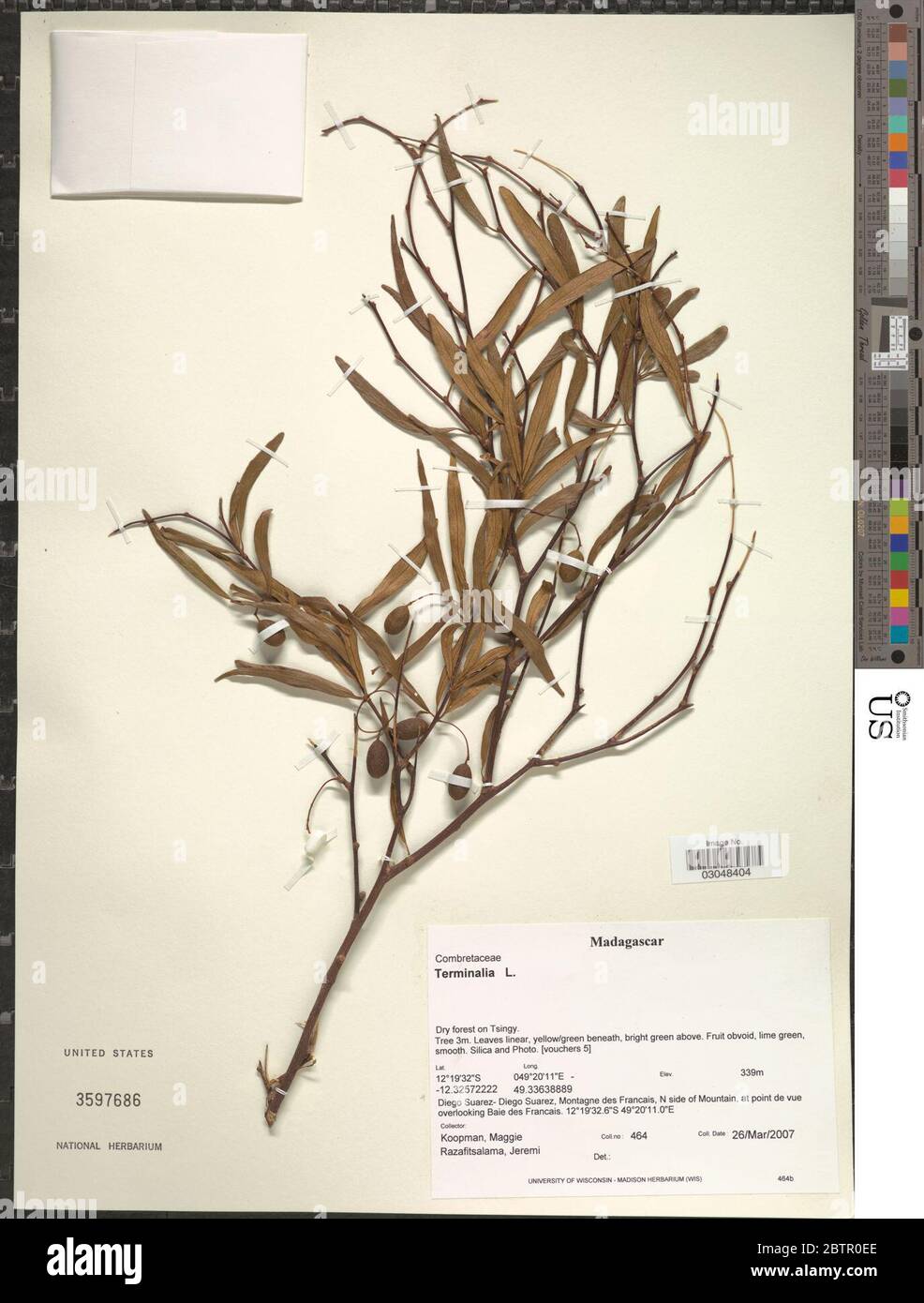 Terminalia sp hi-res stock photography and images - Alamy