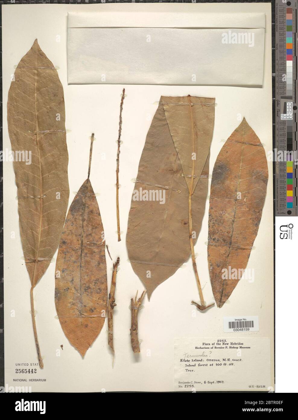 Terminalia sp hi-res stock photography and images - Alamy