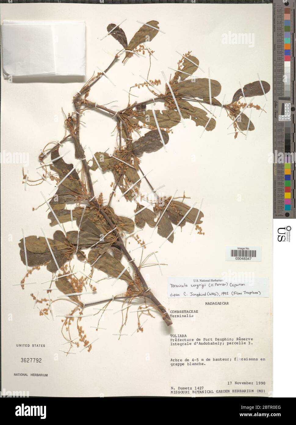 Terminalia seyrigii H Perrier Capuron Stock Photo - Alamy