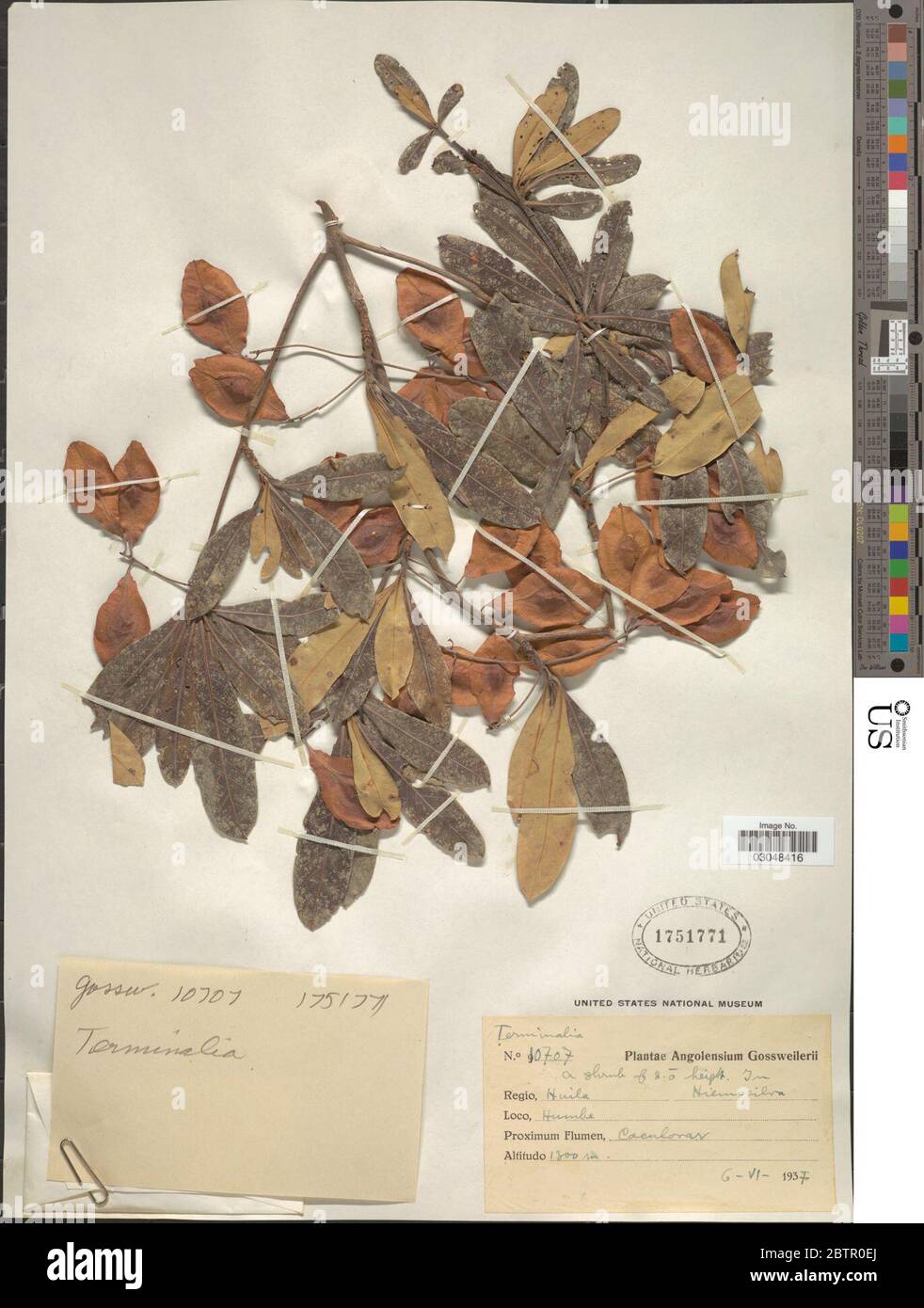 Terminalia sp hi-res stock photography and images - Alamy