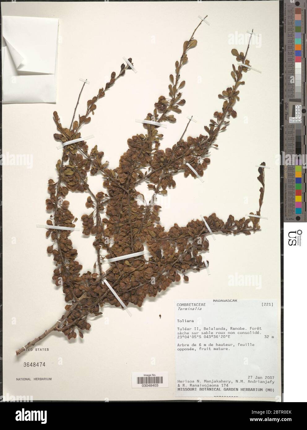 Terminalia sp hi-res stock photography and images - Alamy