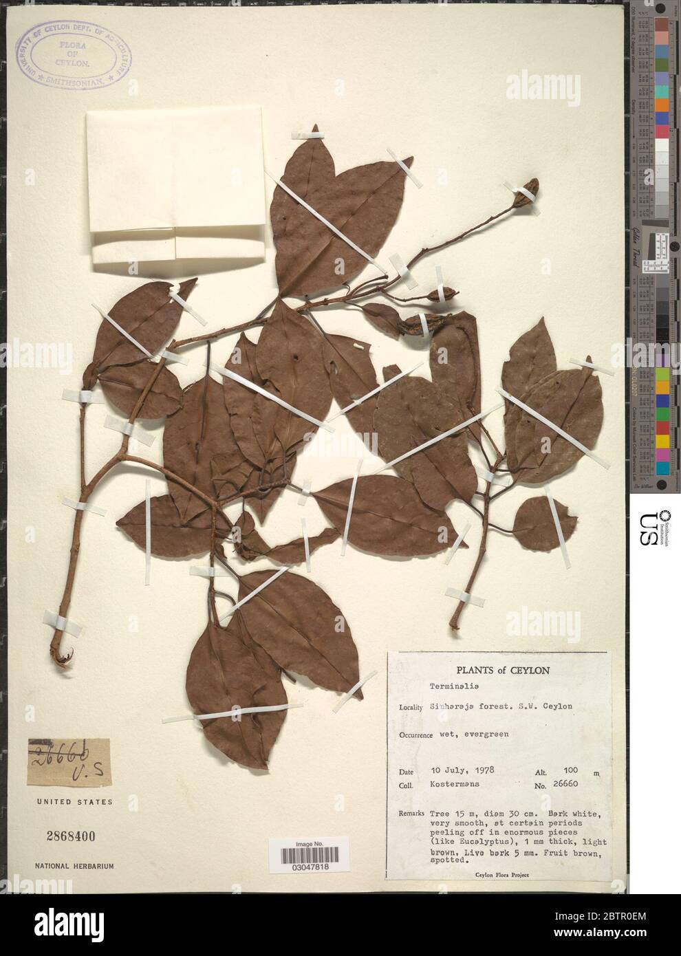 Terminalia sp hi-res stock photography and images - Alamy