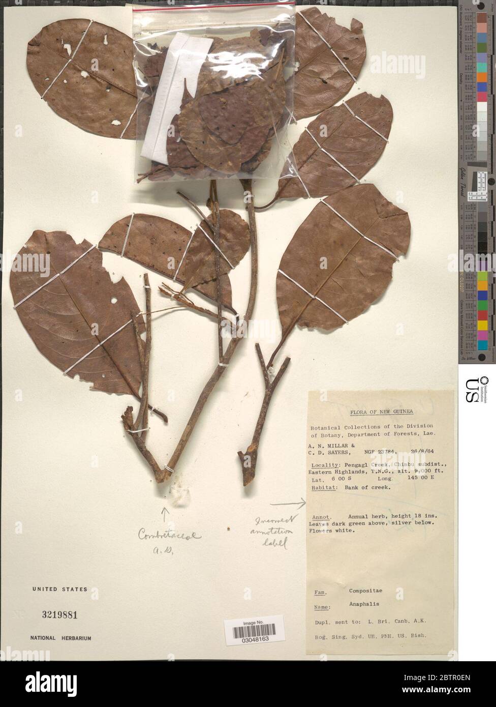 Terminalia sp hi-res stock photography and images - Alamy