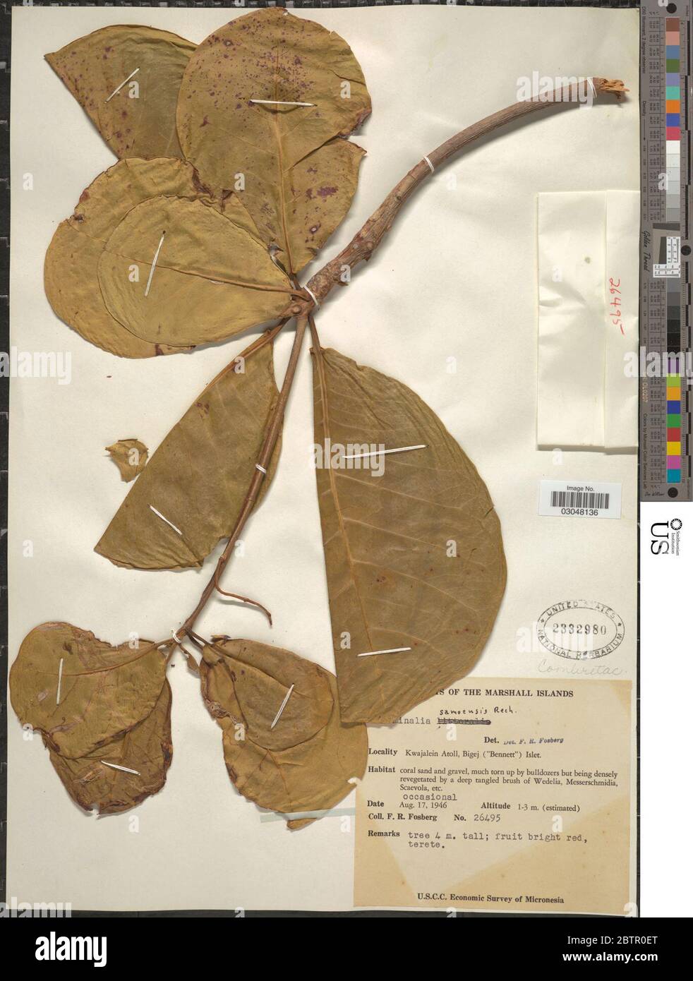 Terminalia samoensis hi-res stock photography and images - Alamy