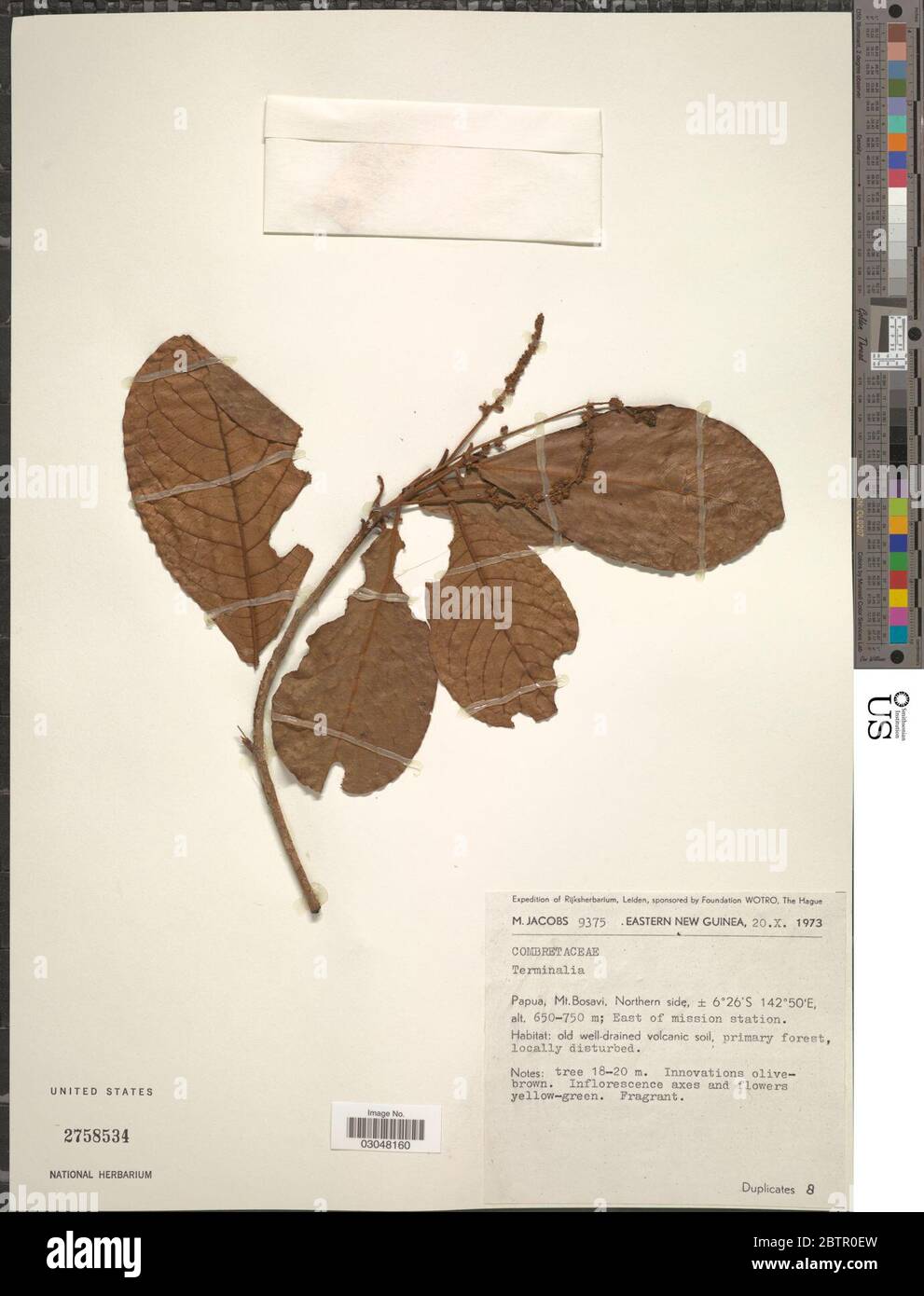 Terminalia sp hi-res stock photography and images - Alamy