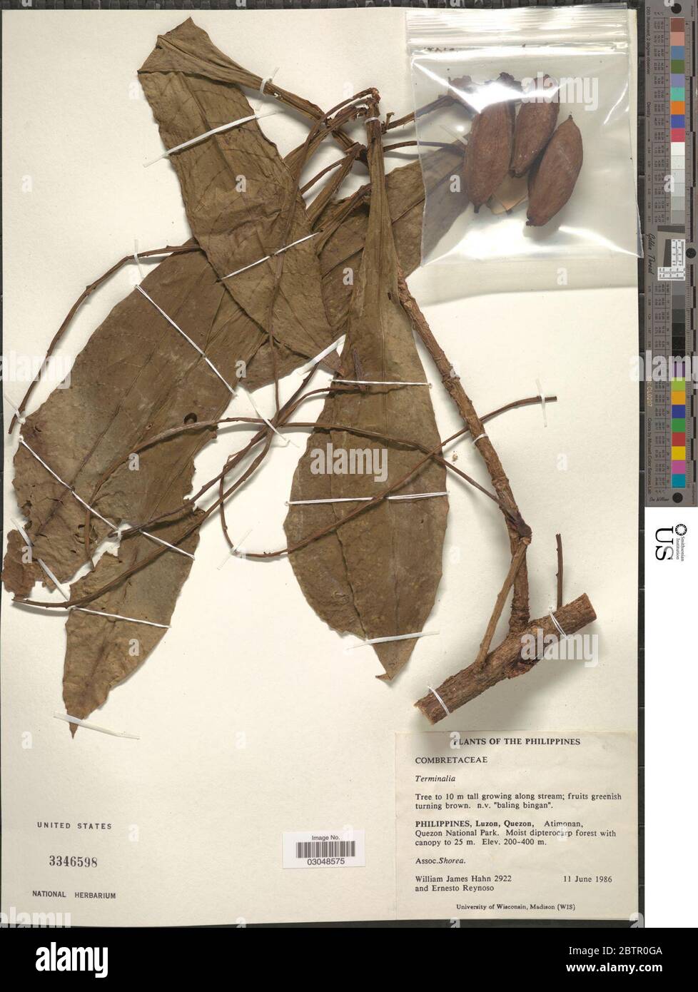 Terminalia sp hi-res stock photography and images - Alamy