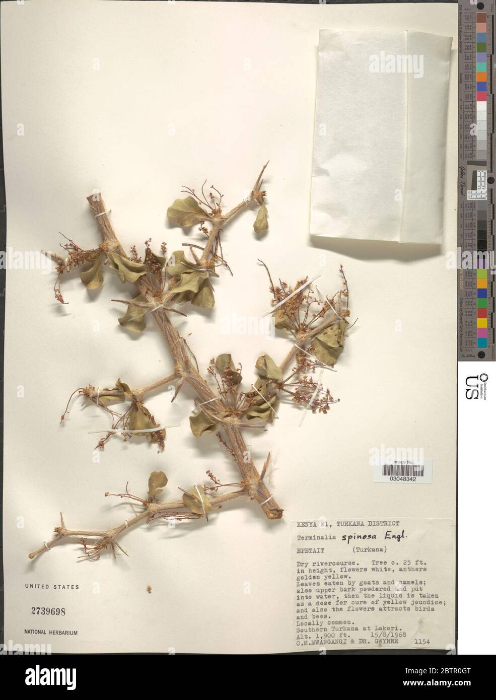 Terminalia spinosa hi-res stock photography and images - Alamy