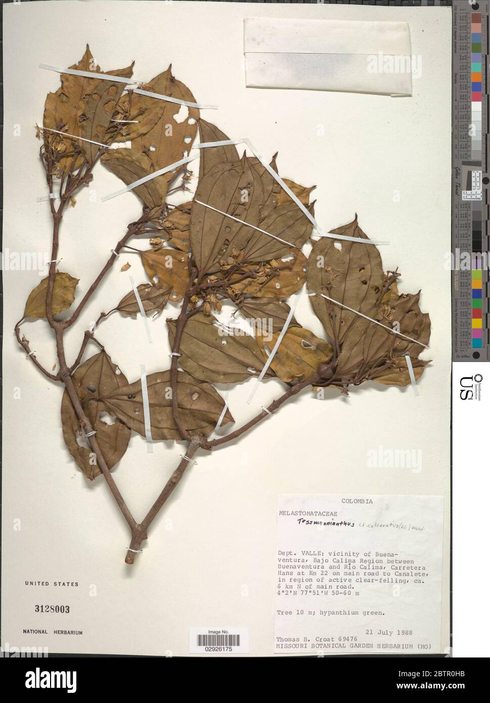 Calcaratus hi-res stock photography and images - Alamy