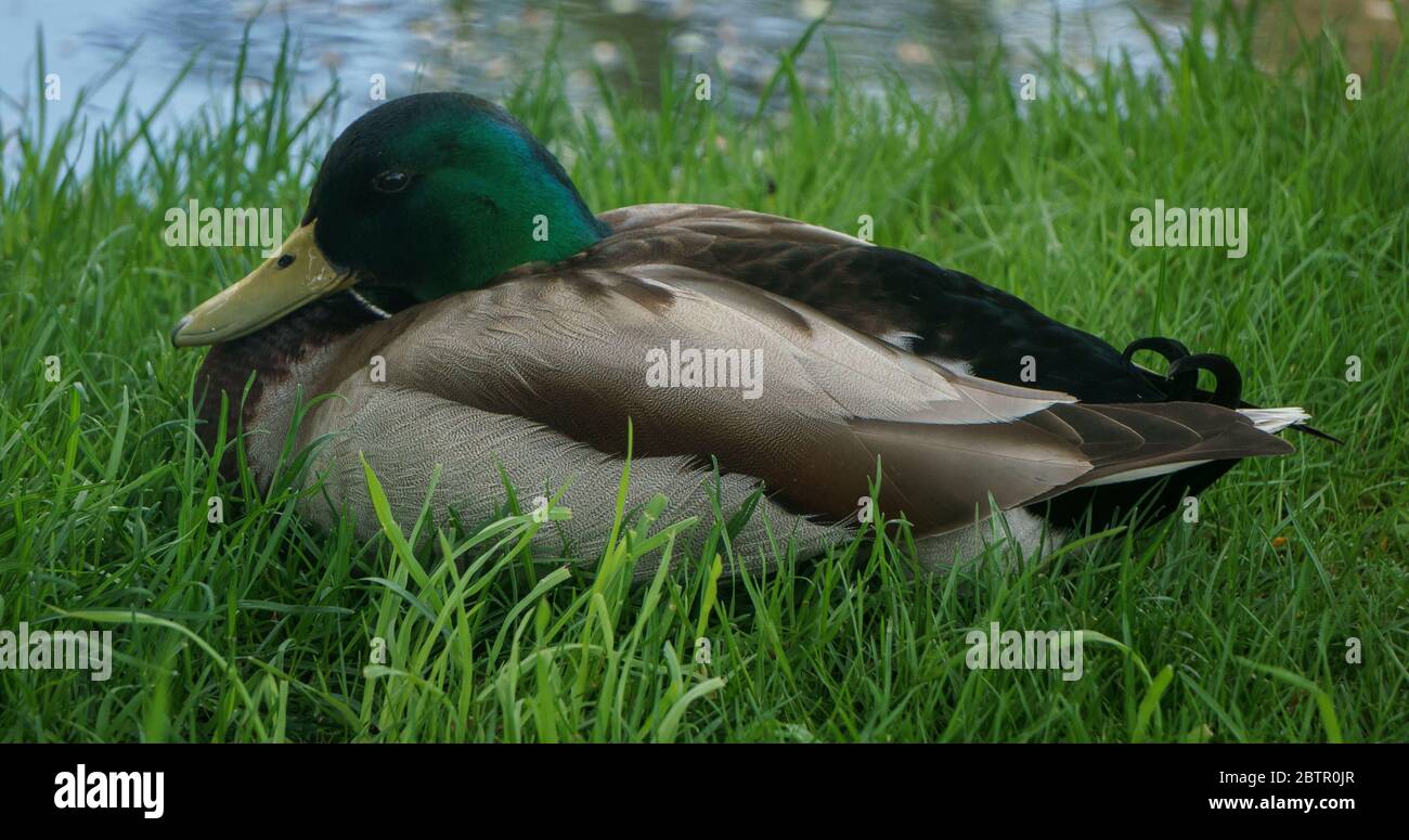 Calgary birds hi-res stock photography and images - Alamy