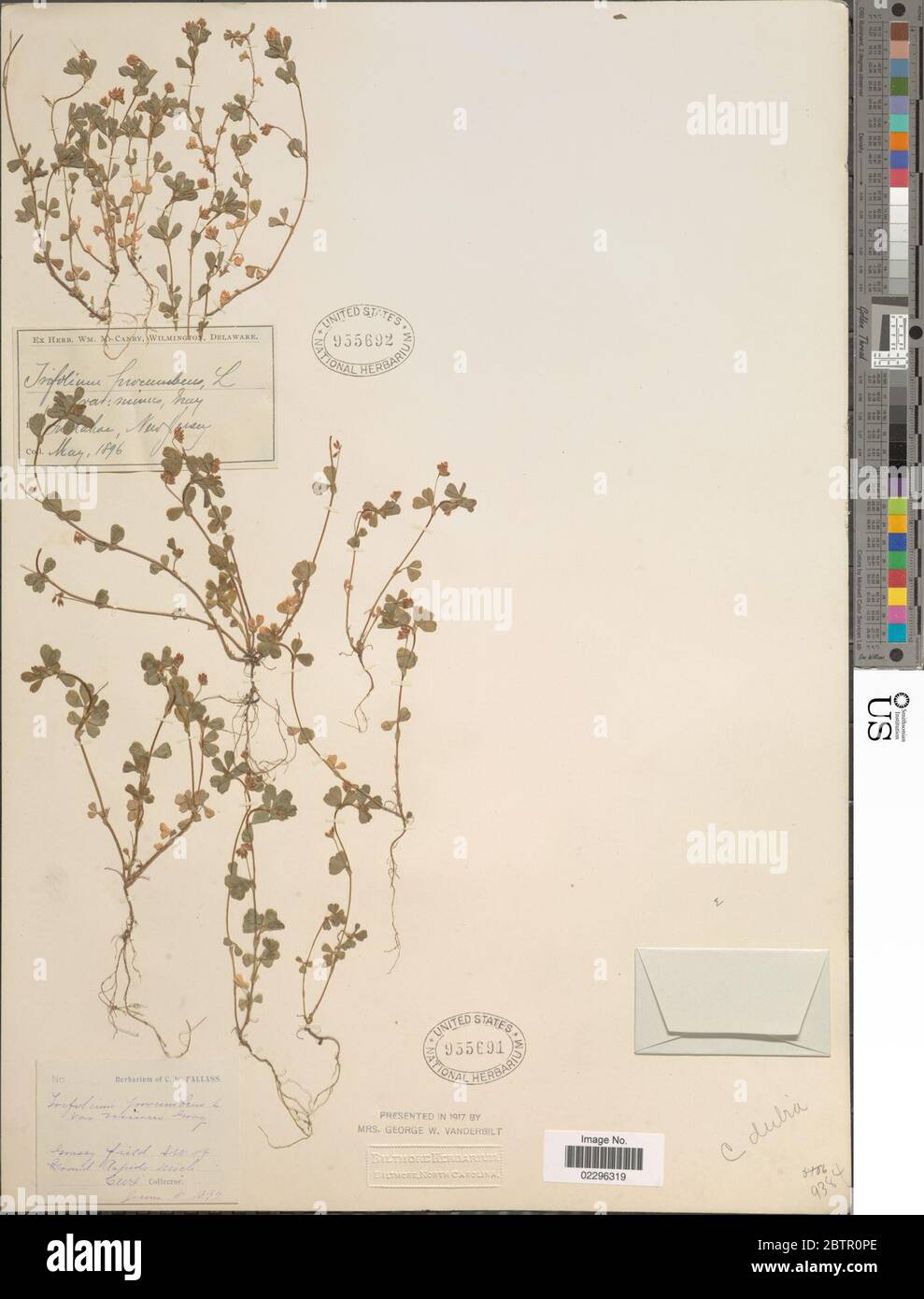 Trifolium dubium Sibth Stock Photo - Alamy