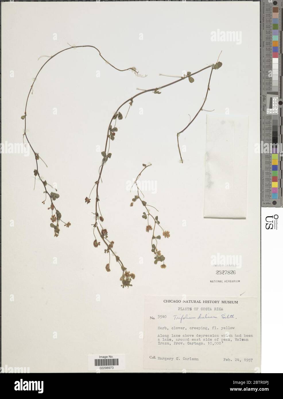 Trifolium dubium Sibth Stock Photo - Alamy