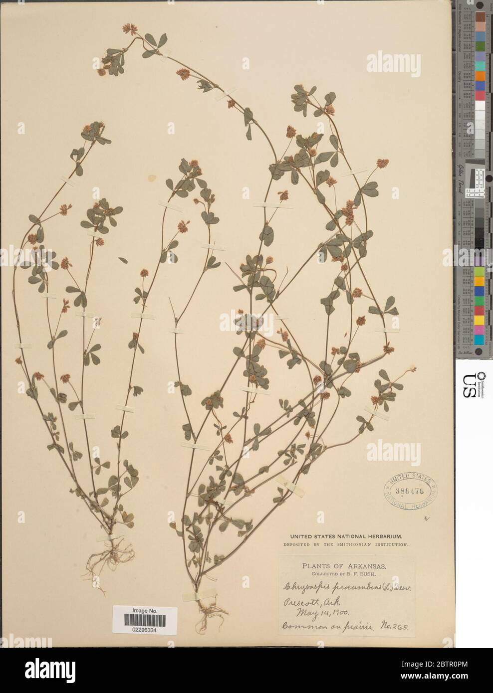 Trifolium dubium Sibth Stock Photo - Alamy