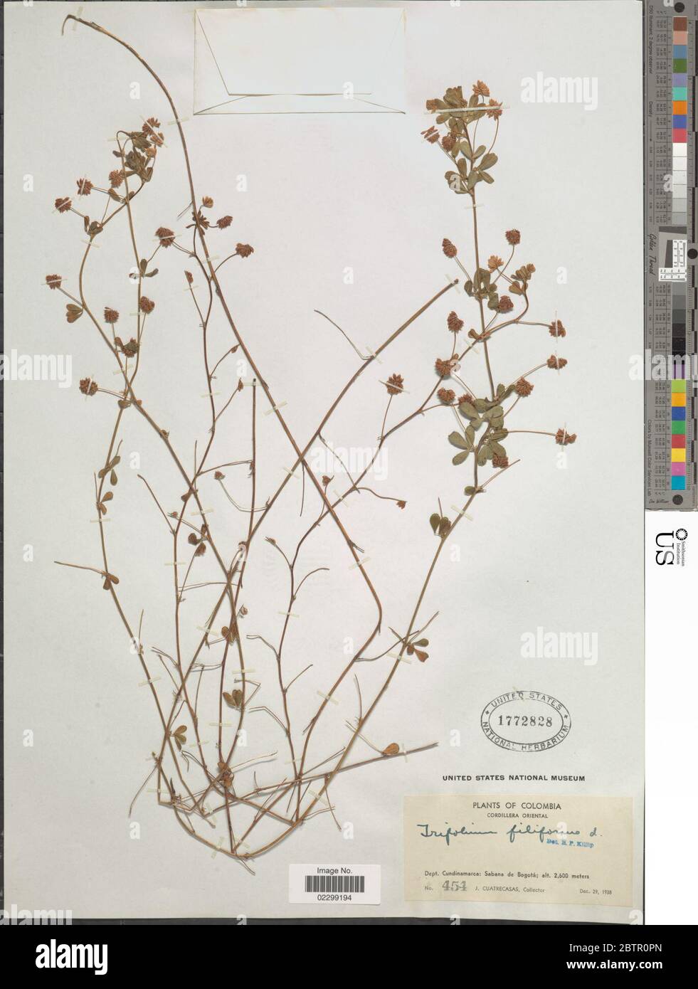 Trifolium dubium Sibth Stock Photo - Alamy