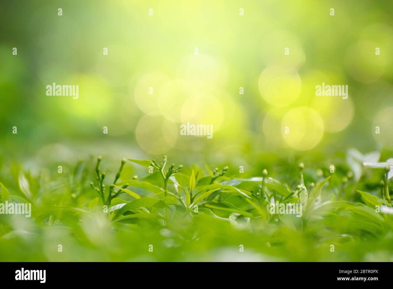 Leaf background bokeh blur green background Stock Photo - Alamy