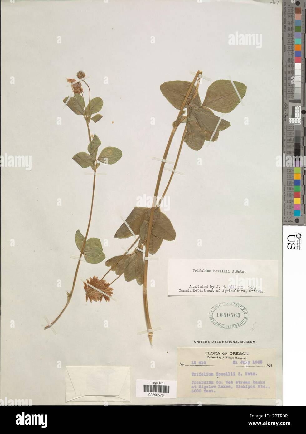 Howellii hi-res stock photography and images - Alamy