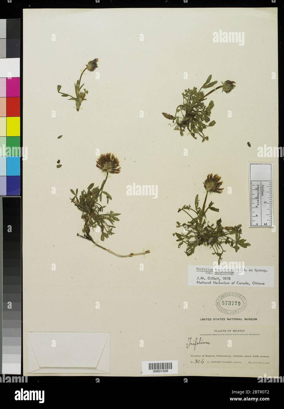 Subsp mucronatum hi-res stock photography and images - Alamy