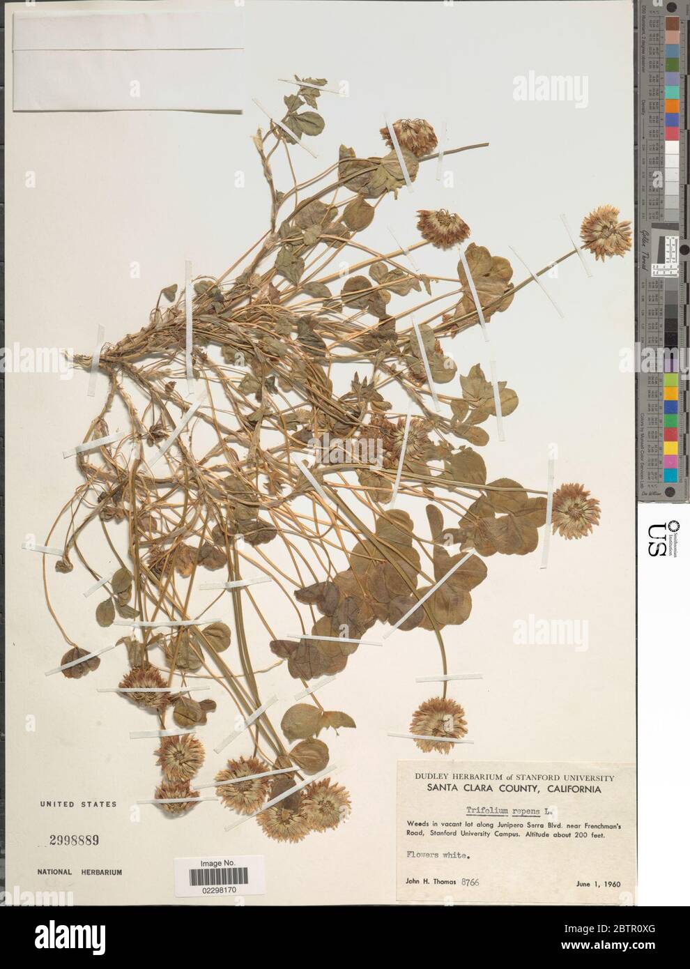 Trifolium repens l hi-res stock photography and images - Alamy