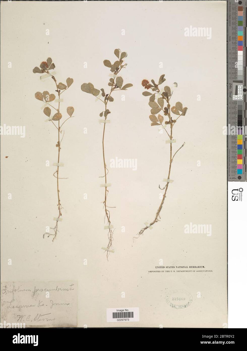 Trifolium procumbens L Stock Photo - Alamy