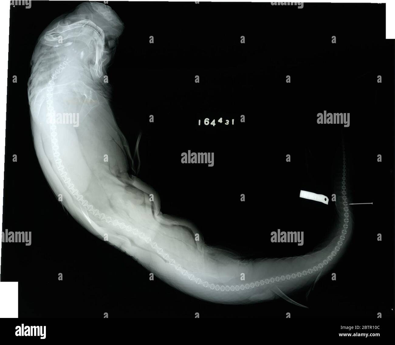 Squalus acanthias hi-res stock photography and images - Alamy