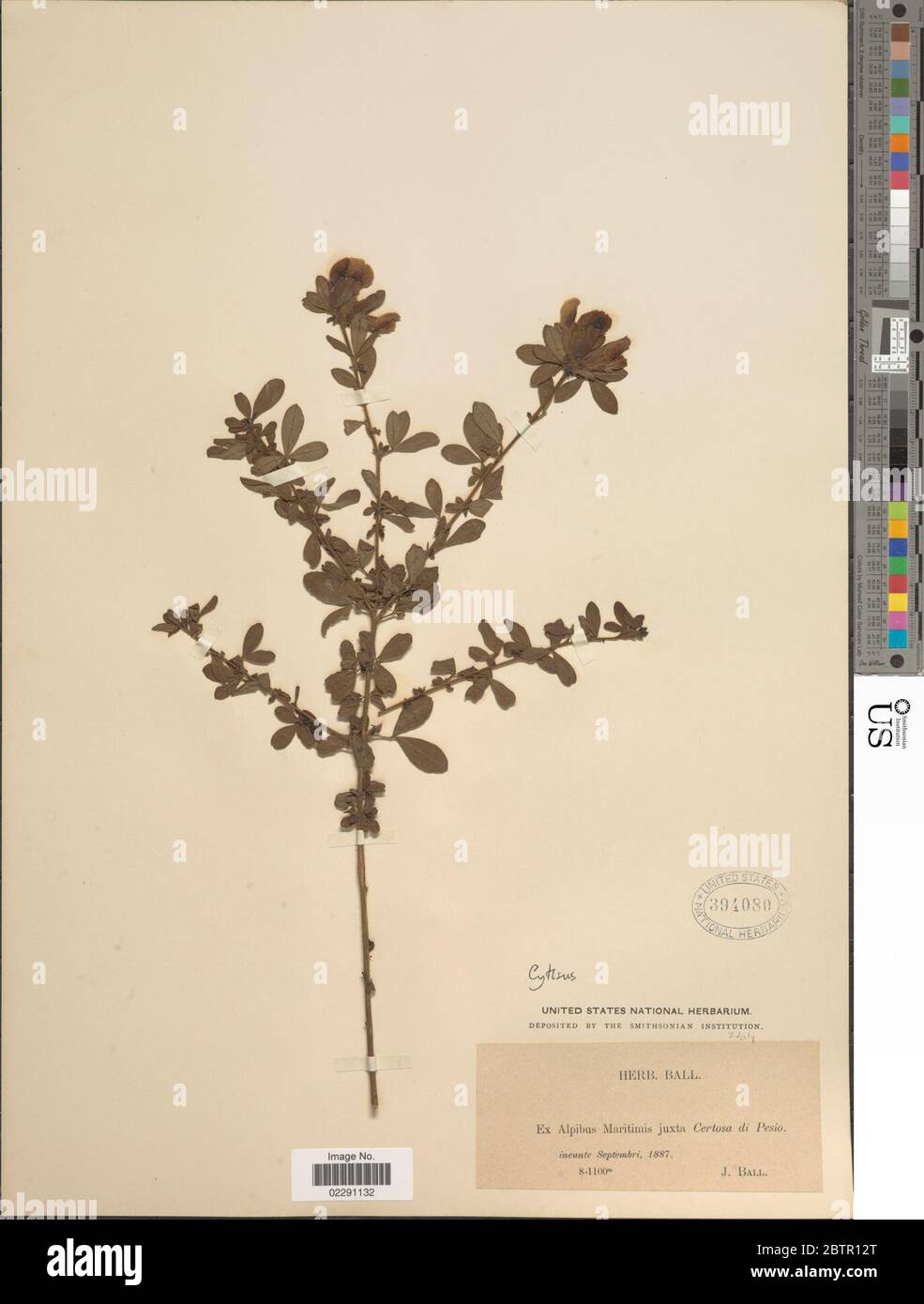 Ulex sp hi-res stock photography and images - Alamy