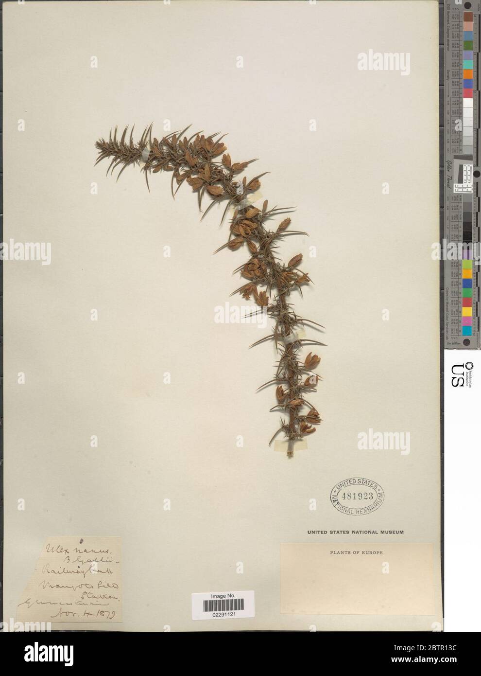 Ulex nanus hi-res stock photography and images - Alamy