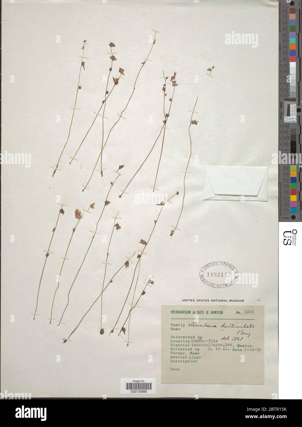 Utricularia livida E Mey Stock Photo - Alamy