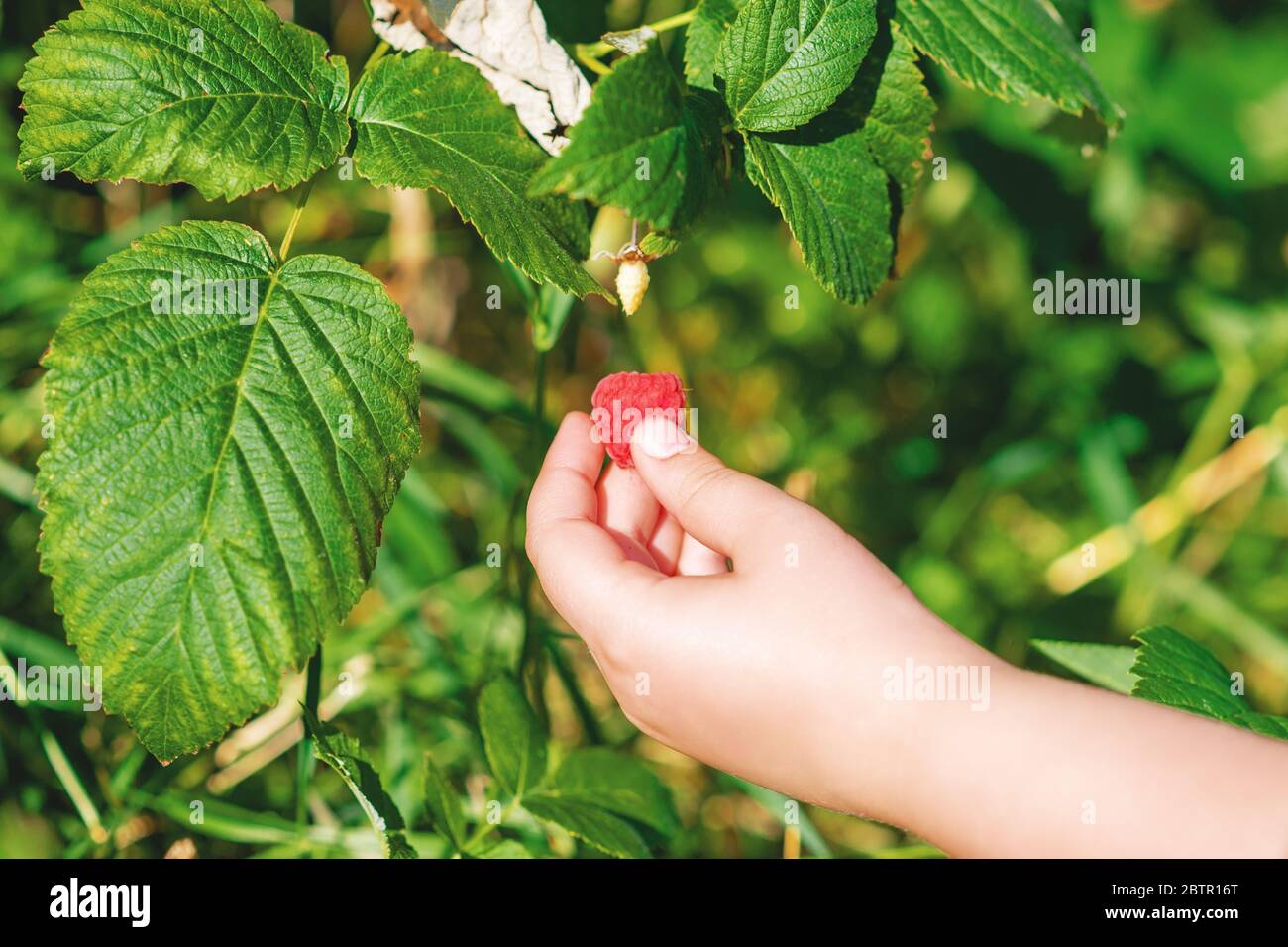 Child's hand picking red raspberry from a green bush in a garden ...