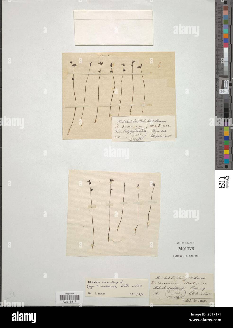 Utricularia caerulea hi-res stock photography and images - Alamy