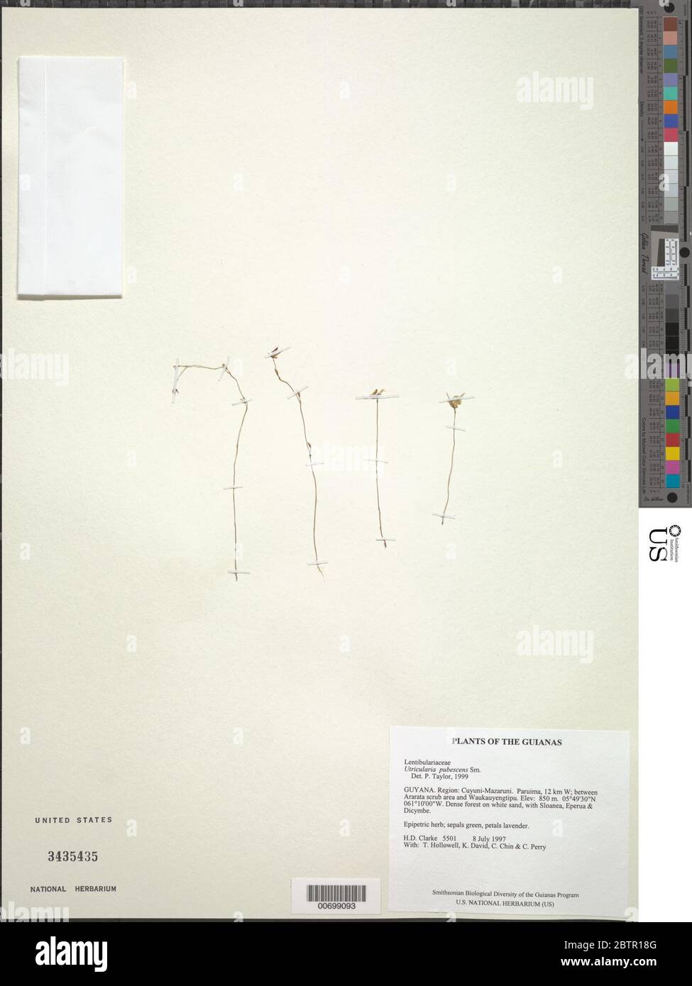 Utricularia pubescens hi-res stock photography and images - Alamy