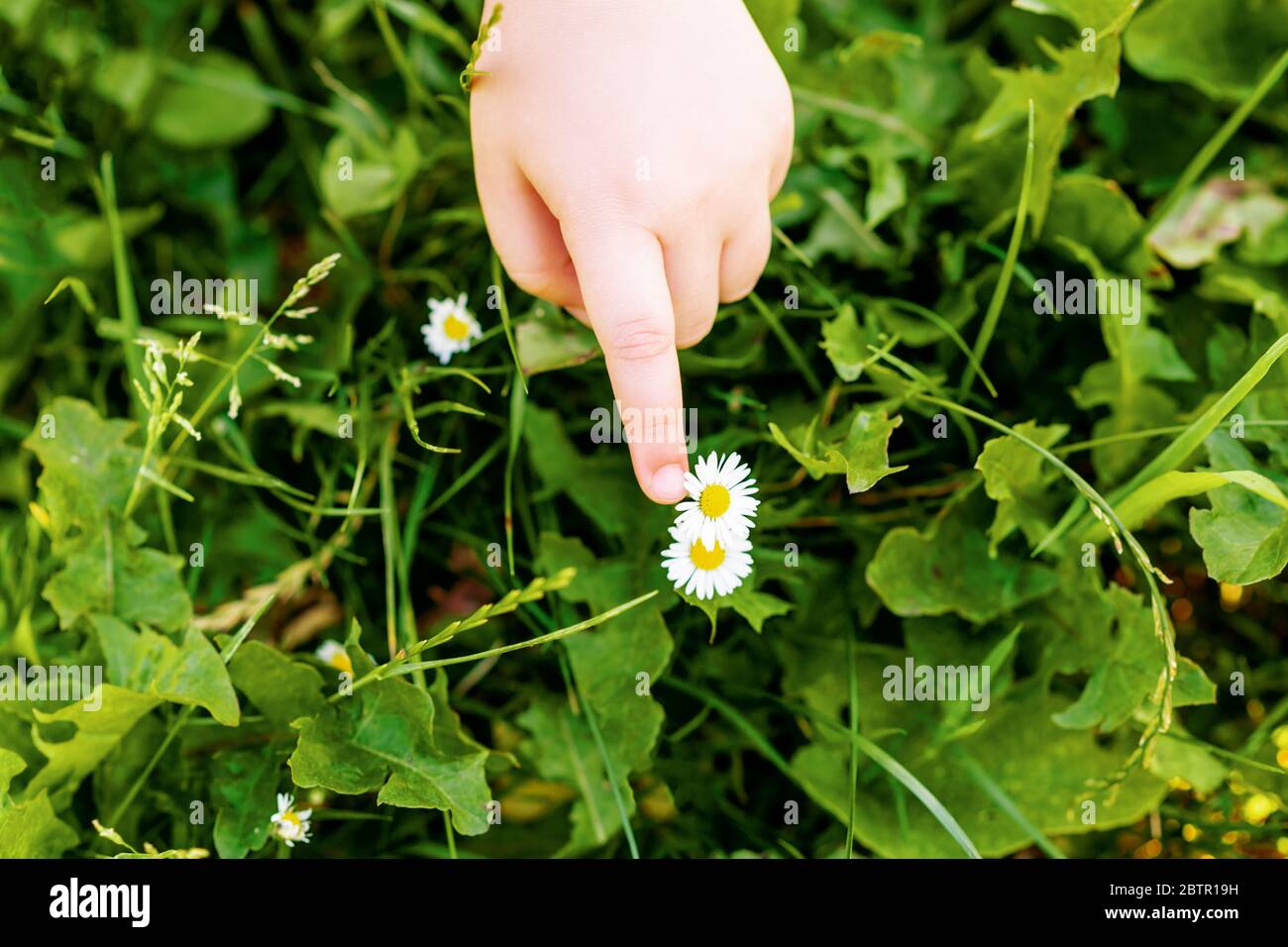 Top view of child's finger touching the wide daisy flower Stock Photo ...