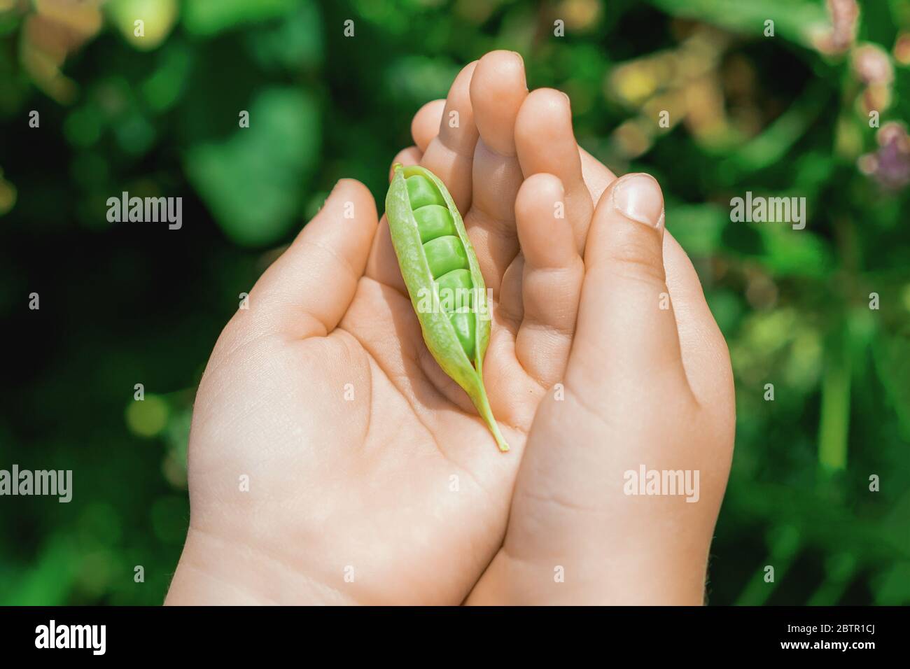 Hands holding peas in a pod hi-res stock photography and images - Alamy