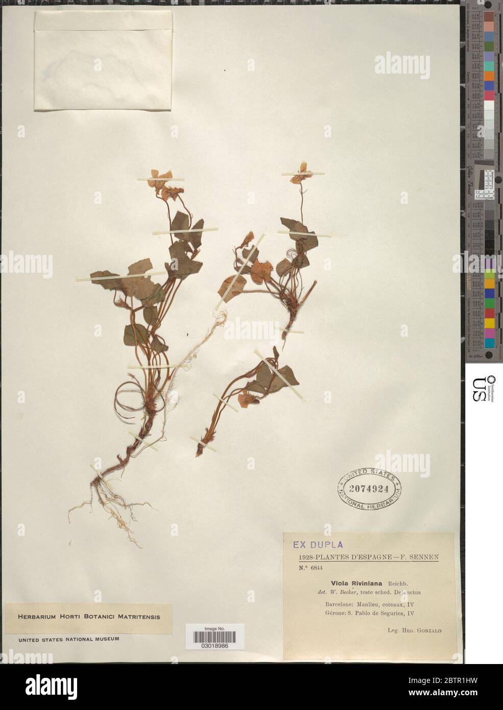 Viola riviniana Rchb Stock Photo - Alamy