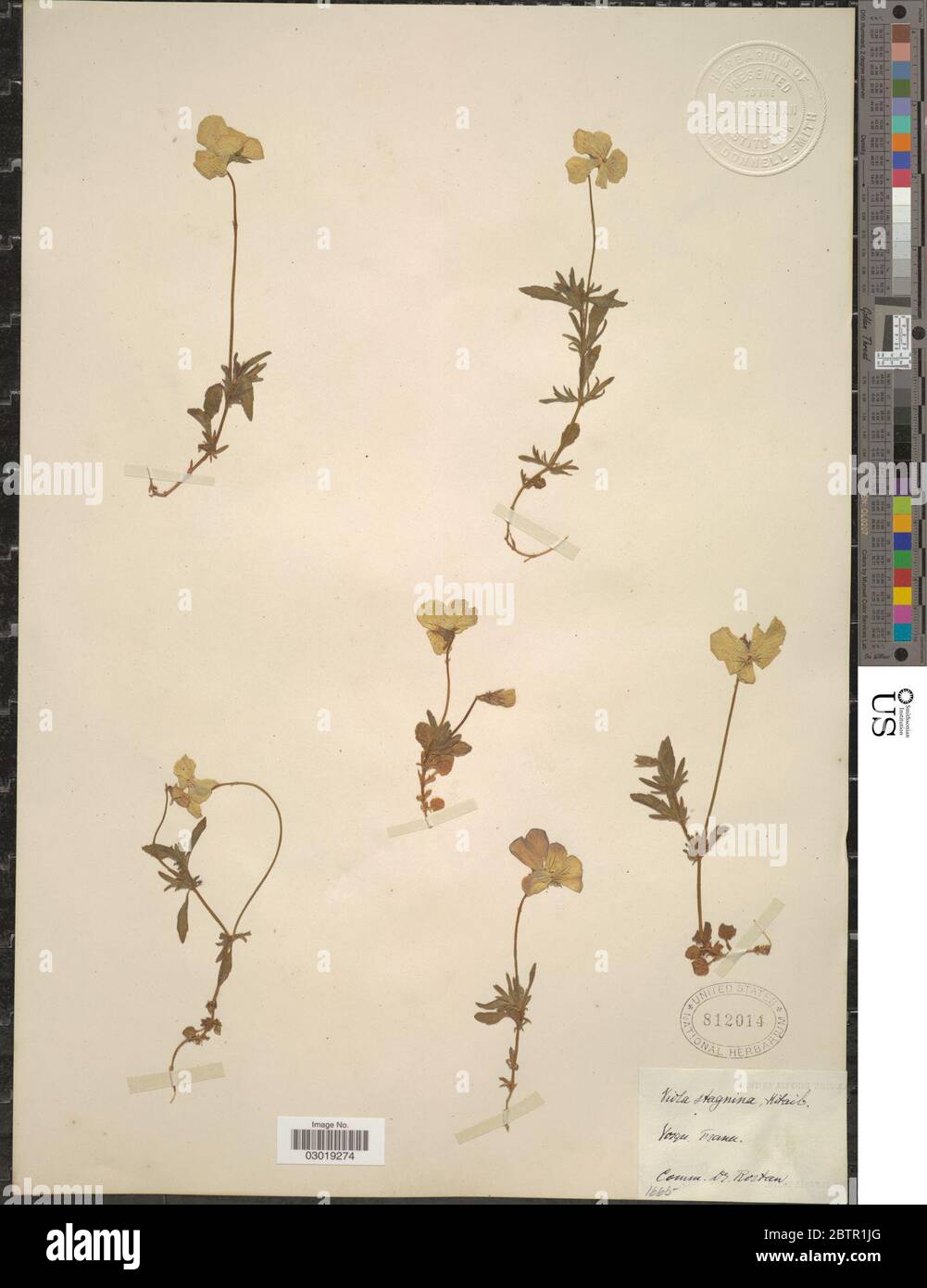 Stagnina hi-res stock photography and images - Alamy