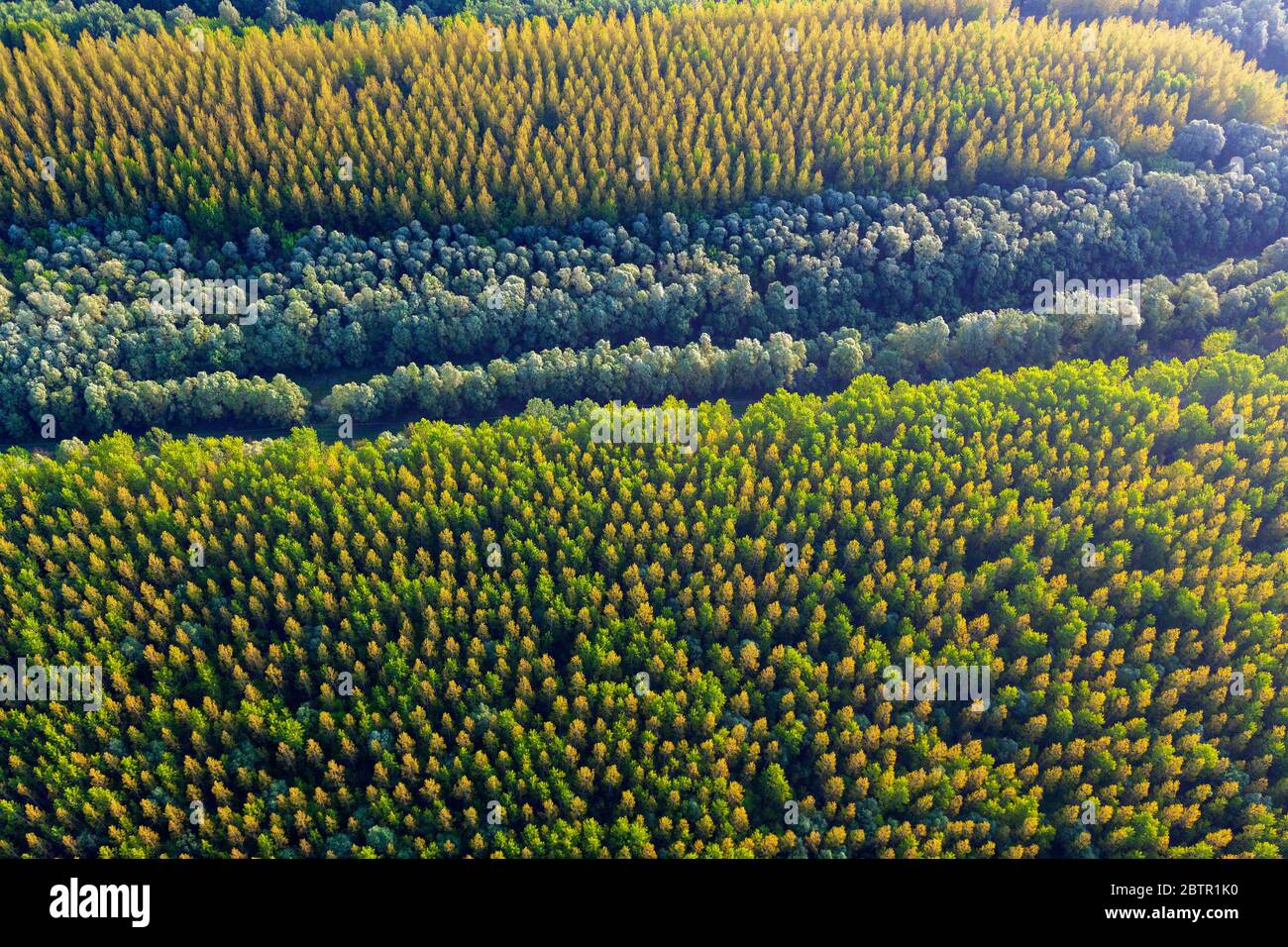 Aerial view of the poplar tree plantation Stock Photo - Alamy