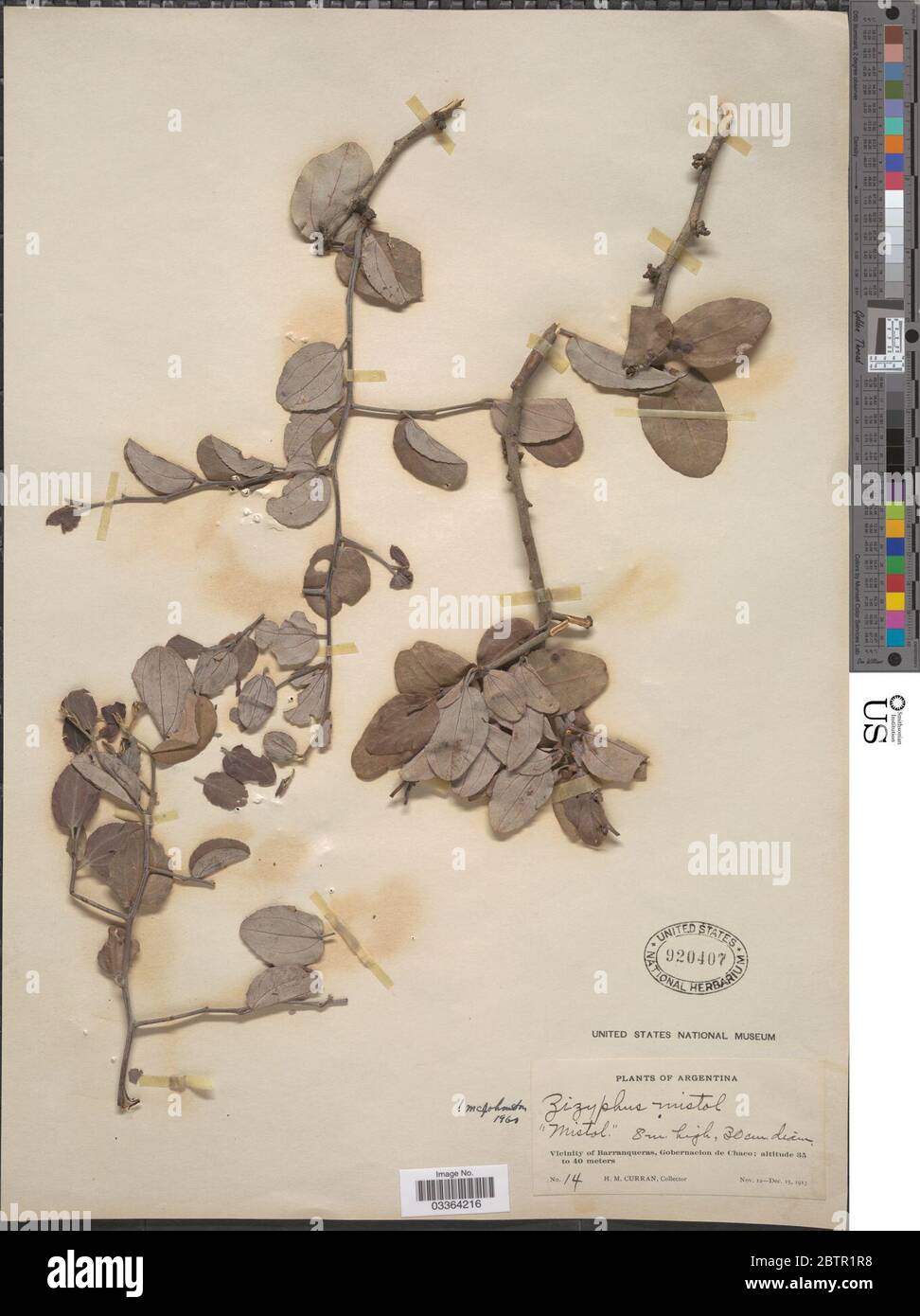 Ziziphus mistol hi-res stock photography and images - Alamy