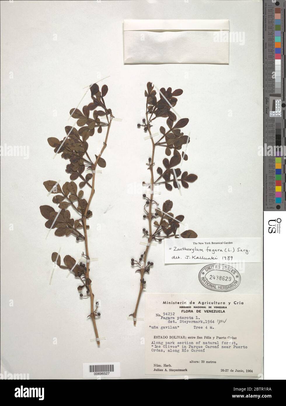 Fagara hi-res stock photography and images - Alamy