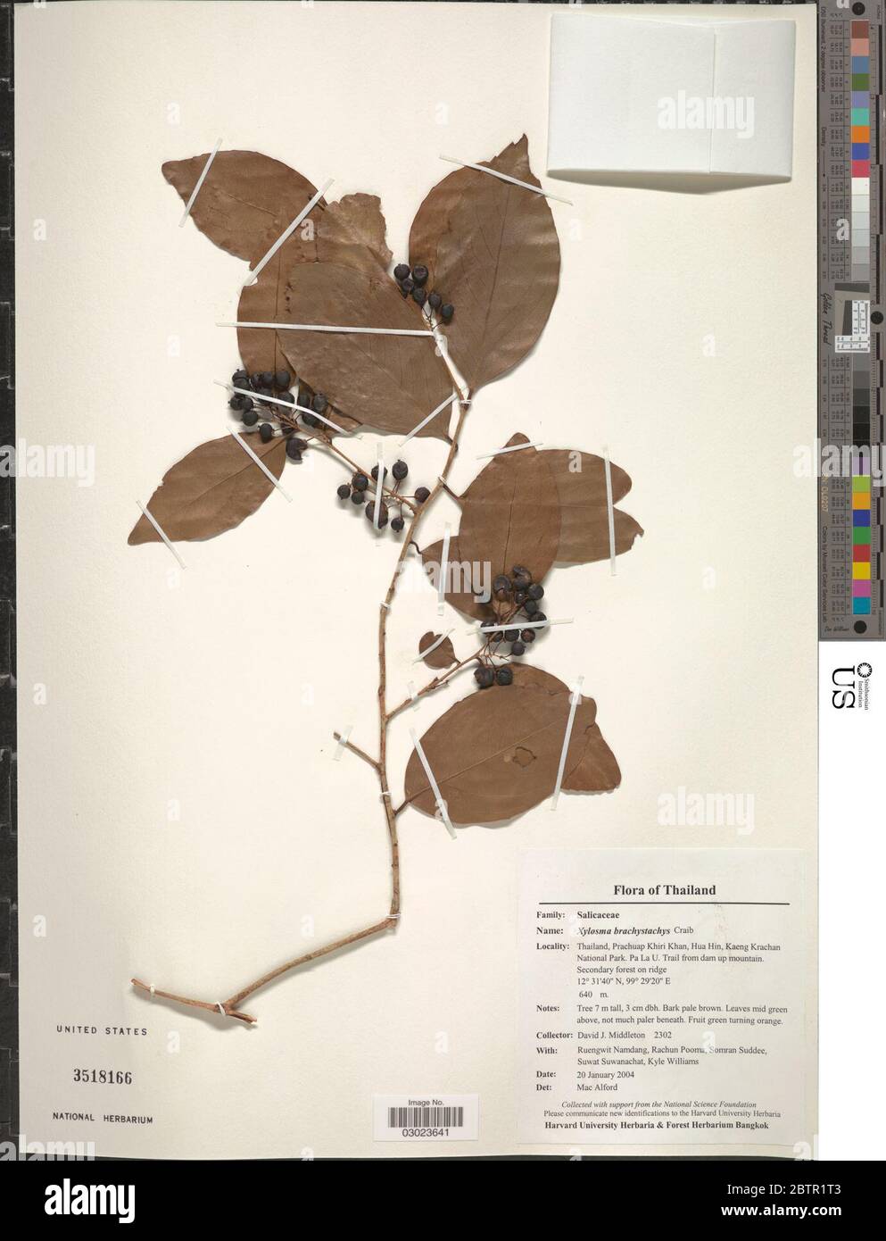 Xylosma hi-res stock photography and images - Alamy